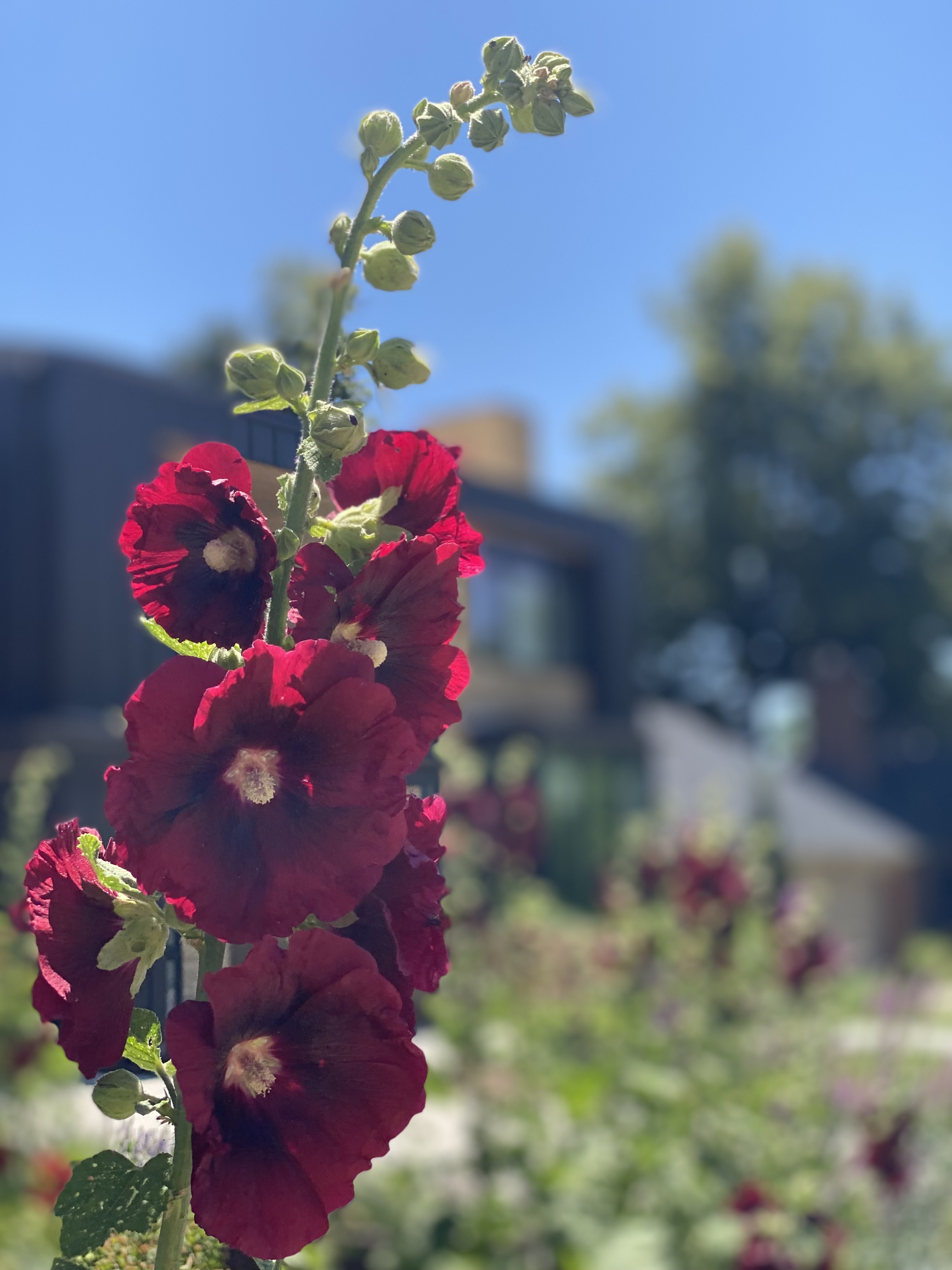 Red hot | get back, lauretta!